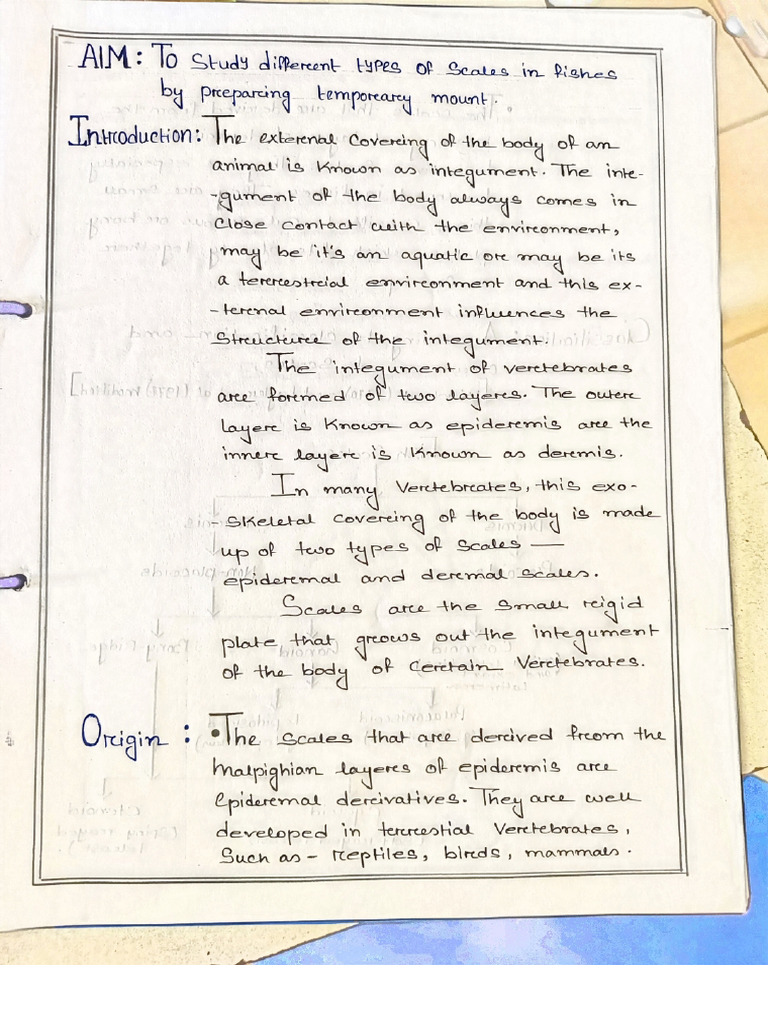 BK Sir's Practical | PDF