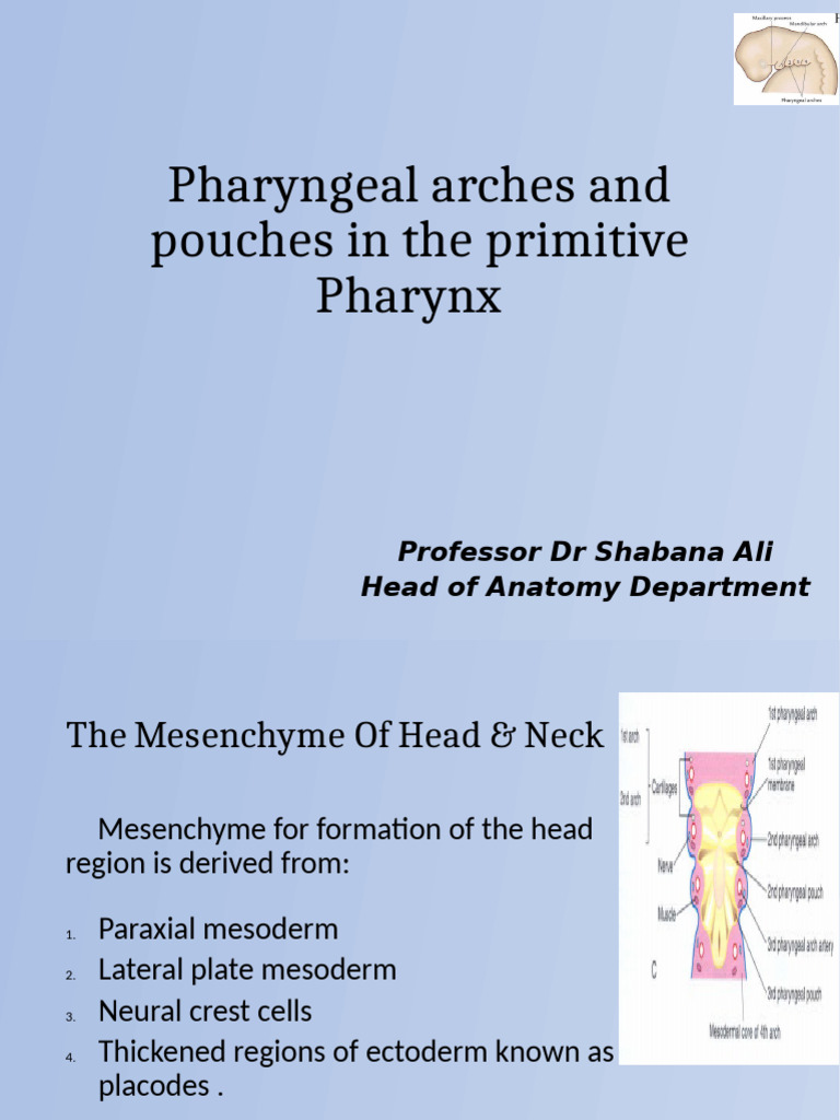 Pharyngeal Arches and Pouches | PDF | Anatomy | Human Anatomy