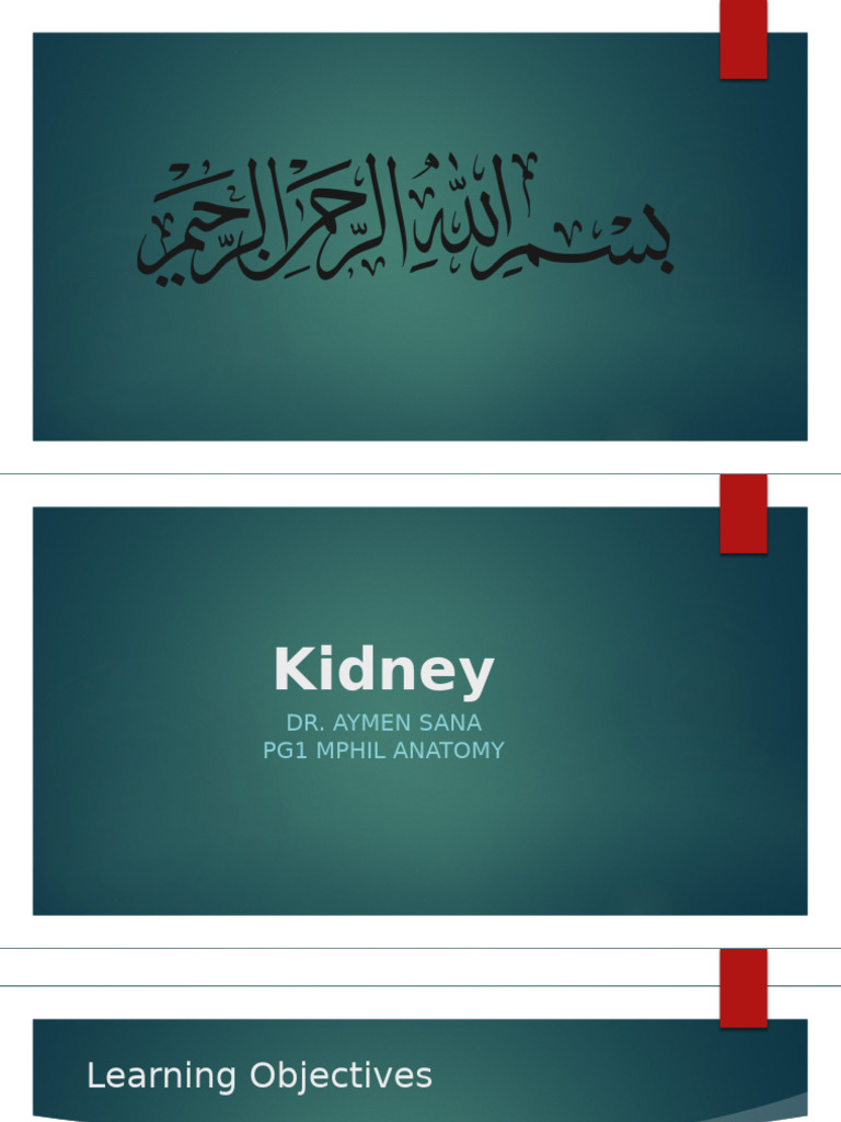 Histology of Kidney | PDF | Kidney | Urinary System