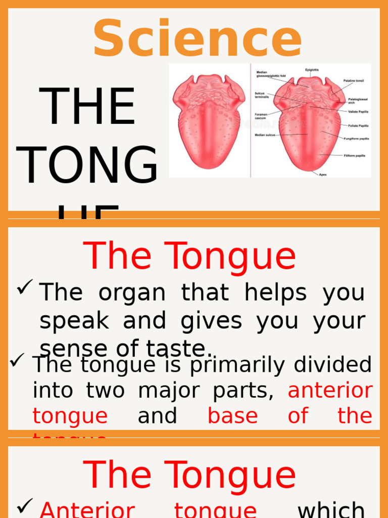 Science 3 Lesson The Tongue | PDF | Tongue | Taste