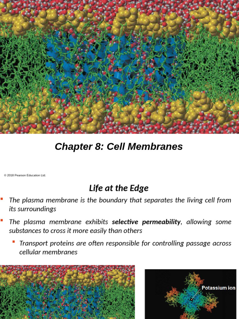 Chapter 8 Cell Membranes | PDF | Cell Membrane | Membrane Potential