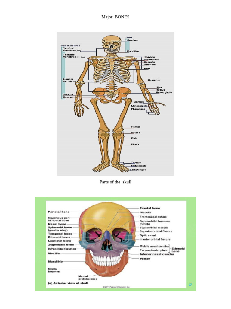 Major Bones | PDF