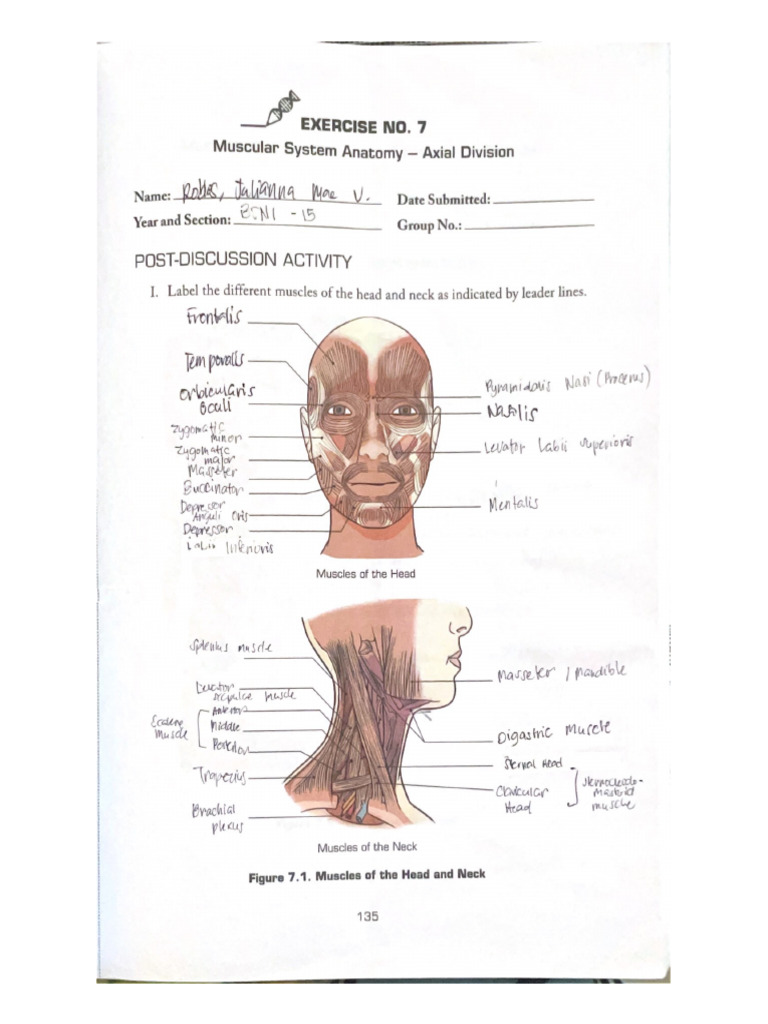 Anaphy Lab (Exercise No. 7) | PDF