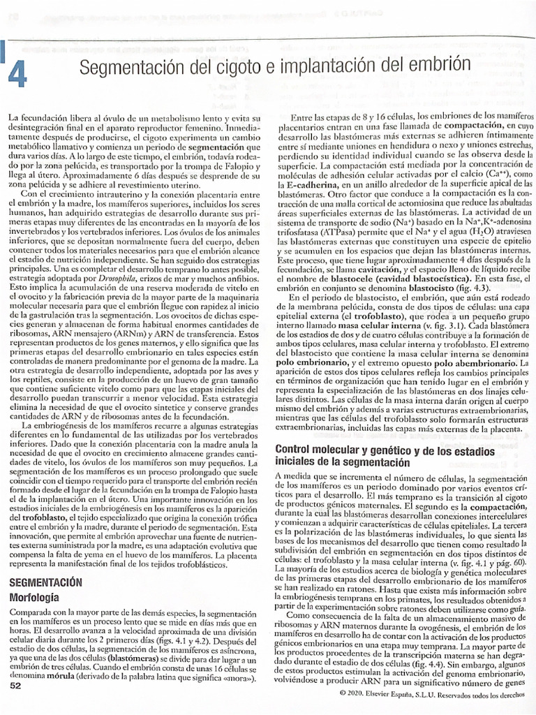 Carlson - Segmentación Del Cigoto e Implantación Del Embrión | PDF