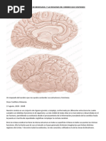 Áreas de Brodmann | PDF | Cerebro | Percepción