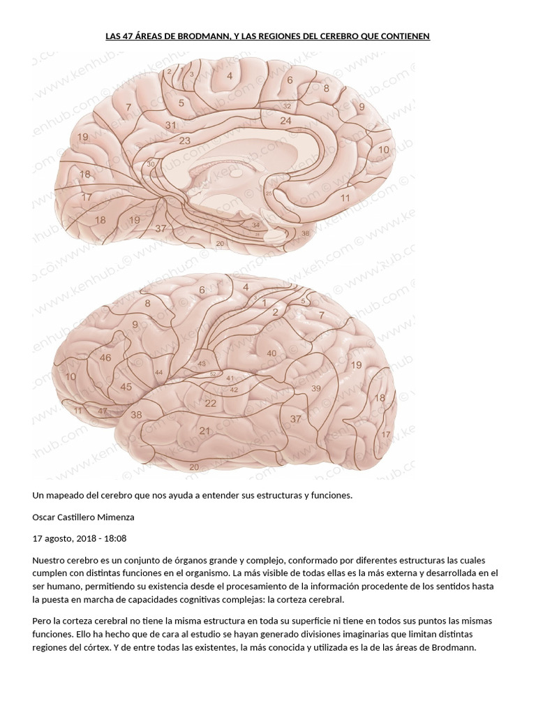 Mapeo de las 47 áreas de Brodmann | PDF | Cerebro | Corteza cerebral