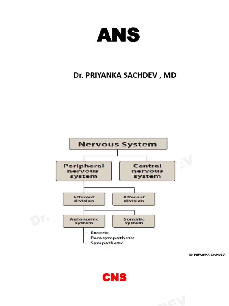 Adrenergic System (MedLive by Dr. Priyanka) | PDF | Acetylcholine ...