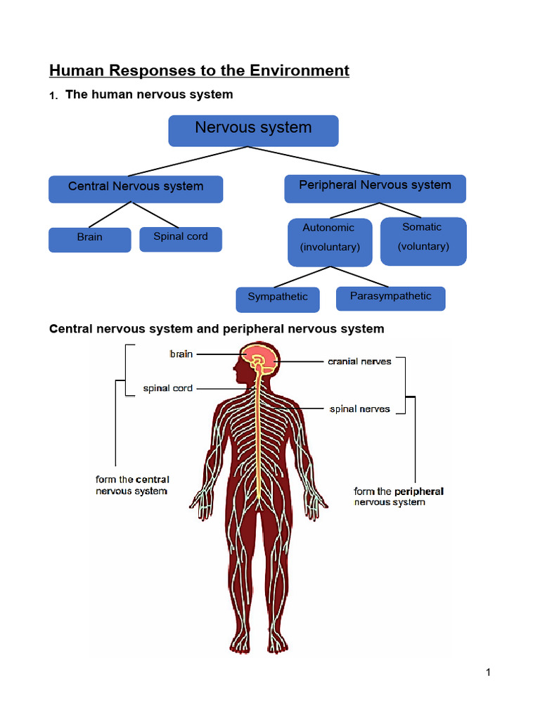 Human Responses To The Environment | PDF | Ear | Nervous System