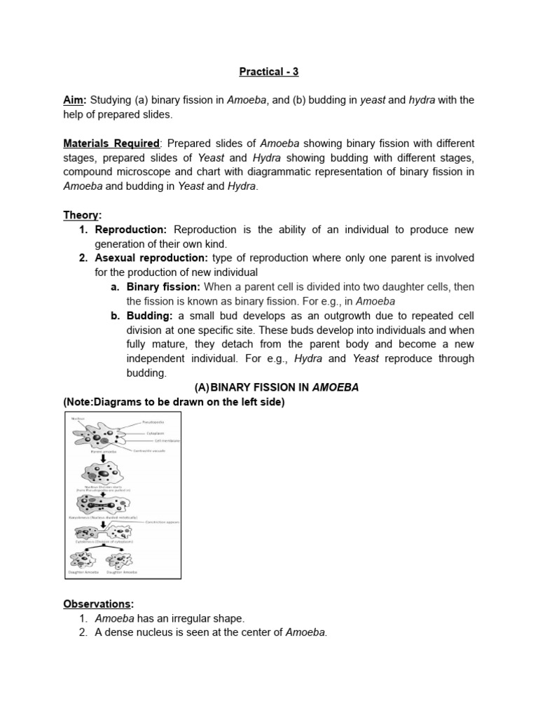 Practical 3 - Asexual Reproduction Class X | PDF | Reproduction | Cell ...