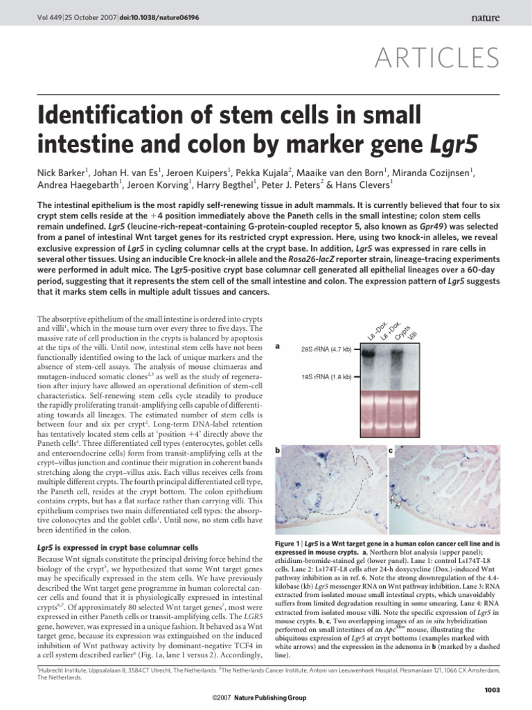 Identification of Stem Cells in Small Intestine and Colon by Marker ...