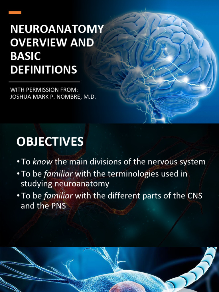 Neuroanatomy Basics and Overview | PDF | Central Nervous System ...
