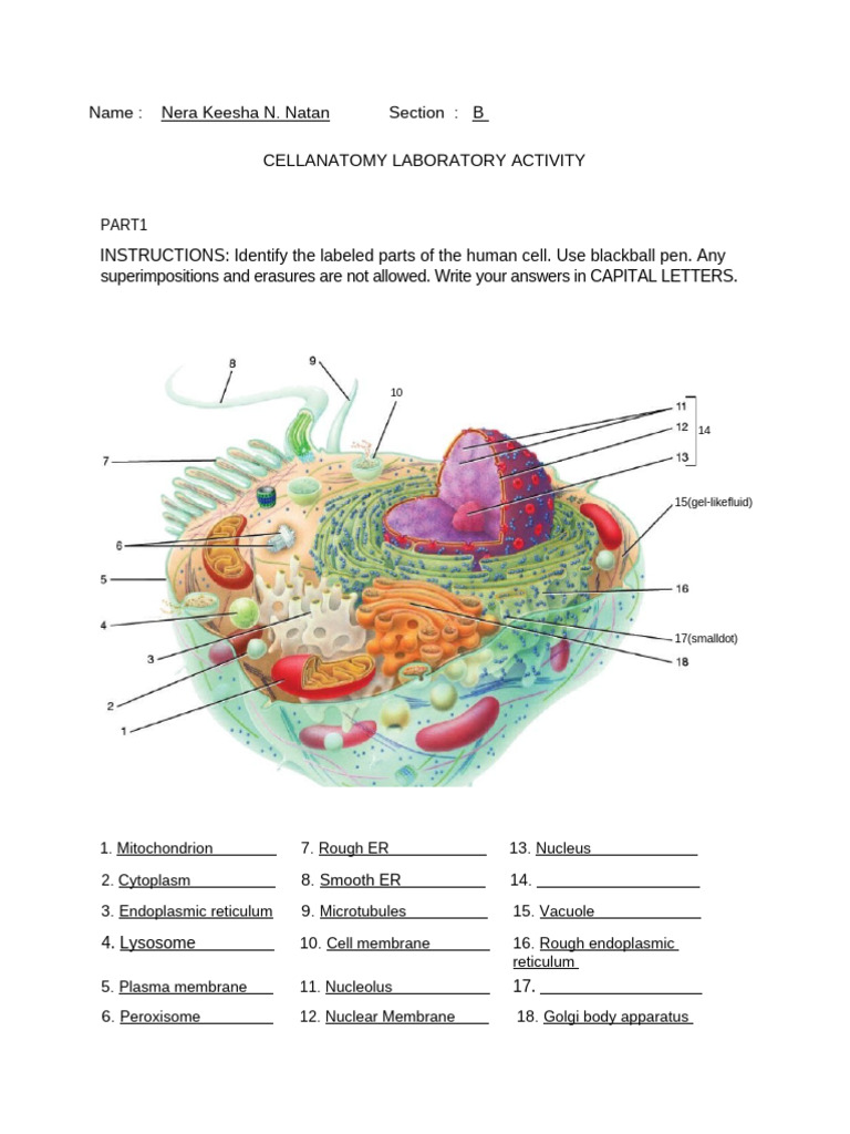 Cell Anatomy Laboratory Activity | PDF