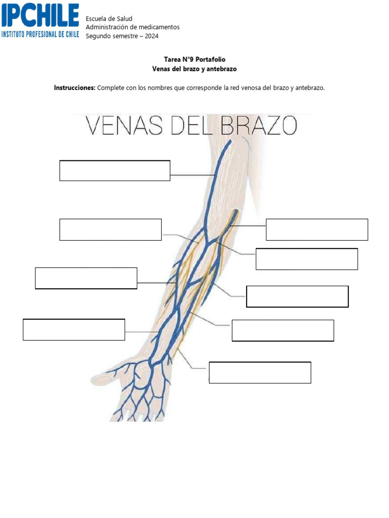 Nombres de venas del brazo y antebrazo | PDF
