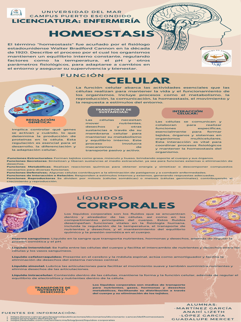 Infografía Homeostasis Editado | PDF | Homeostasis | Biología Celular)