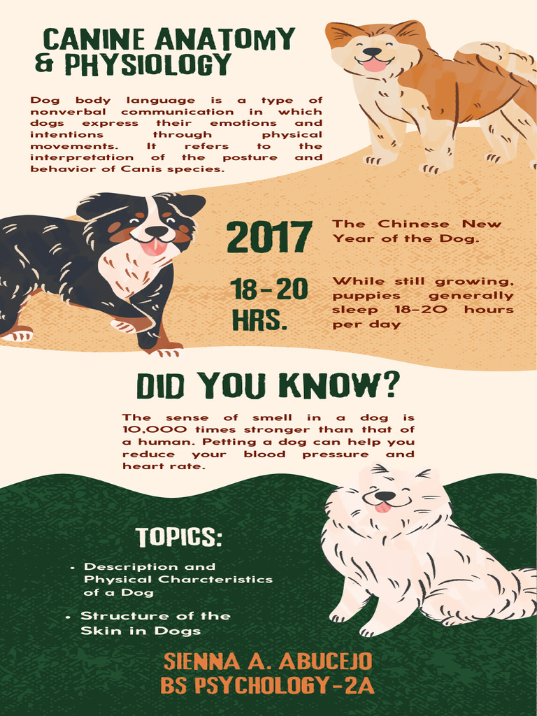 Canine Anatomy & Physiology - 20241022 - 205139 - 0000 | PDF | Skin ...