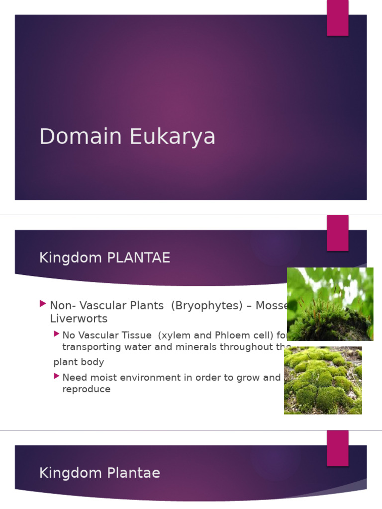 Domain Eukarya Plant | PDF