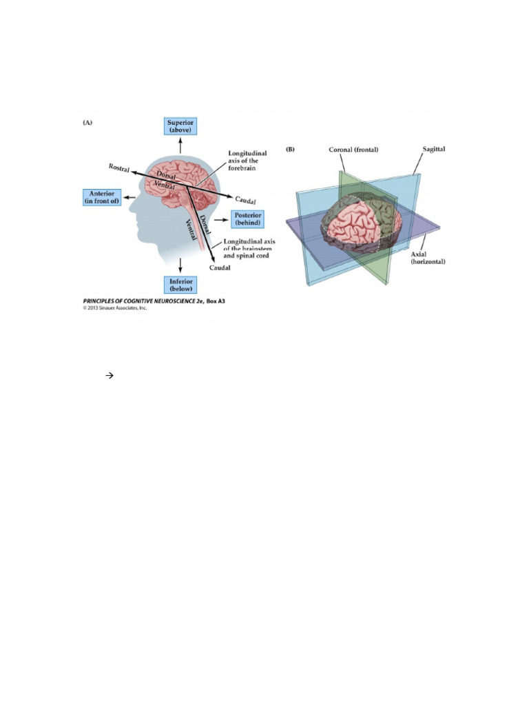 Cognitive Neuroscience Notes Book Lectures | PDF | Brain | Neuron