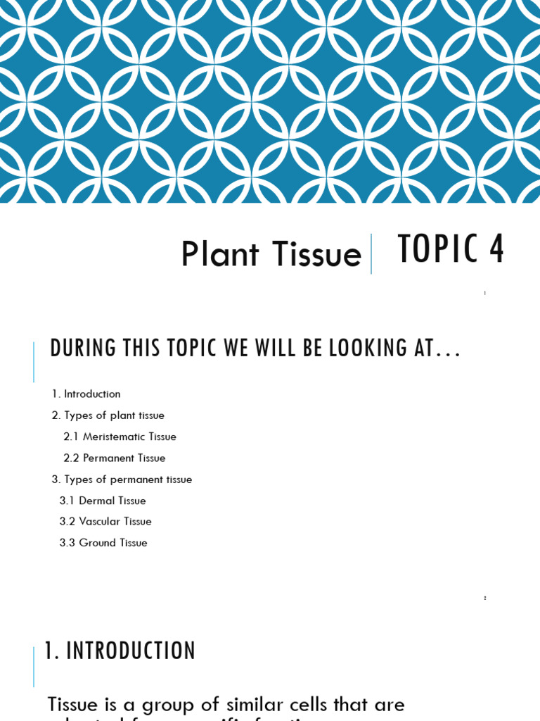 Topic 4 Plant Tissue New Pdf Tissue Biology Plant Morphology