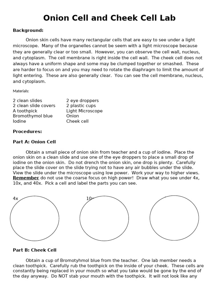 Onion Cell and Cheek Cell Lab | PDF | Cell (Biology) | Microscope