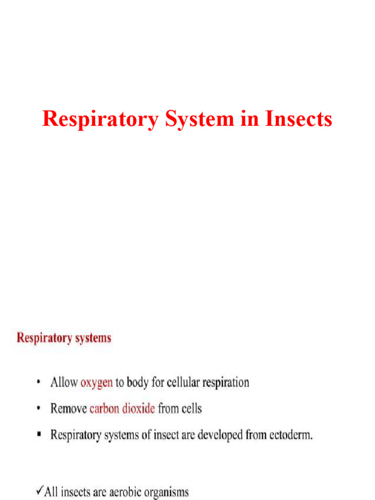 Respiratory System in Insects Ppt | PDF