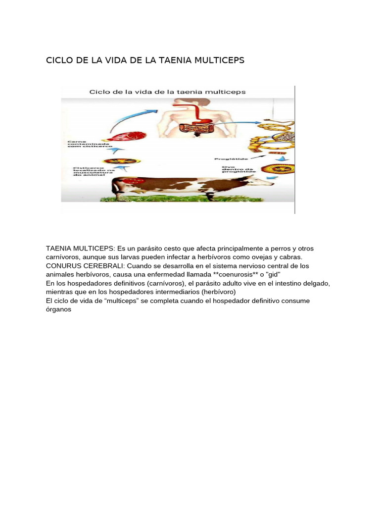 Ciclo de La Vida de La Taenia Multiceps | PDF | Tecnología e ingeniería