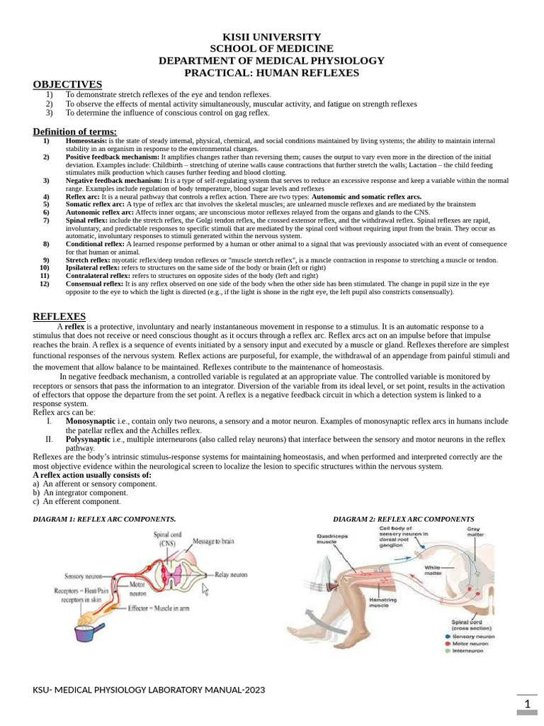 HUMAN REFLEXES | PDF | Motor Neuron | Nervous System