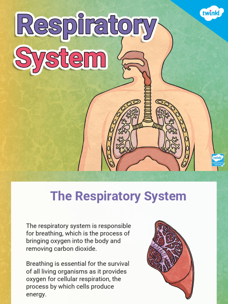 1.2 The Respiratory System | PDF | Respiratory System | Lung