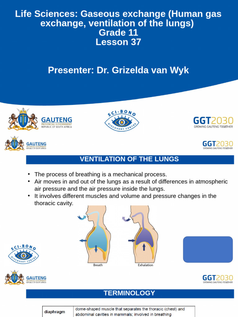 Life Sciences Gr.11 Lesson 37 Gaseous Exchange (Human Gas Exchange ...