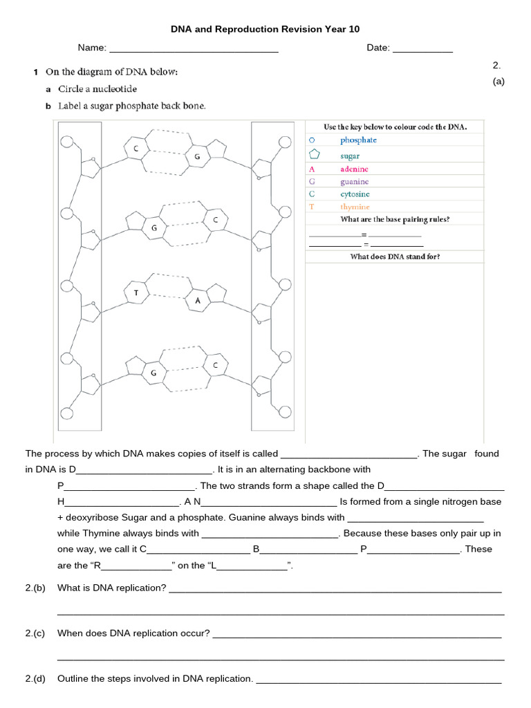 DNA and Reproduction Revision Year 10 | PDF | Meiosis | Reproduction