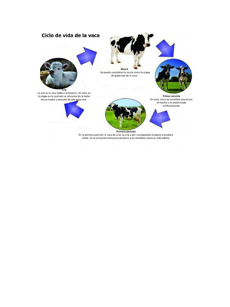 CICLO DE VIDA DE LA VACA | PDF