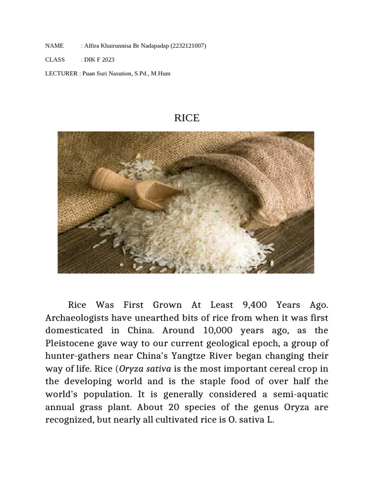 Information About Rice | PDF