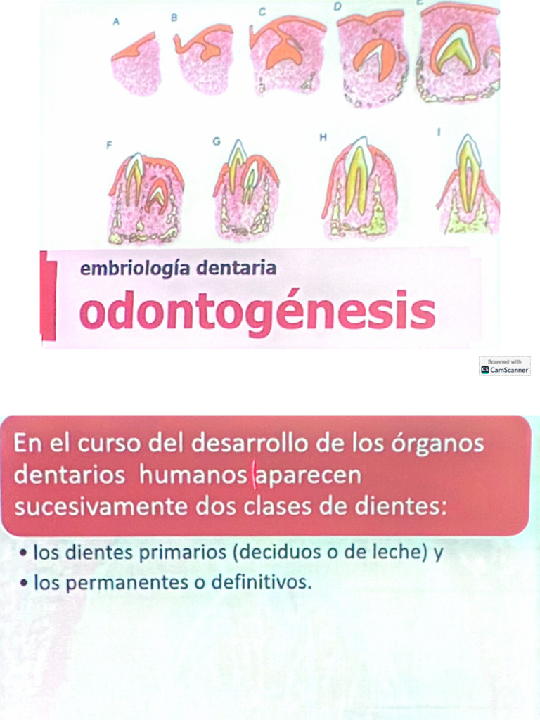Odontogenesis | PDF