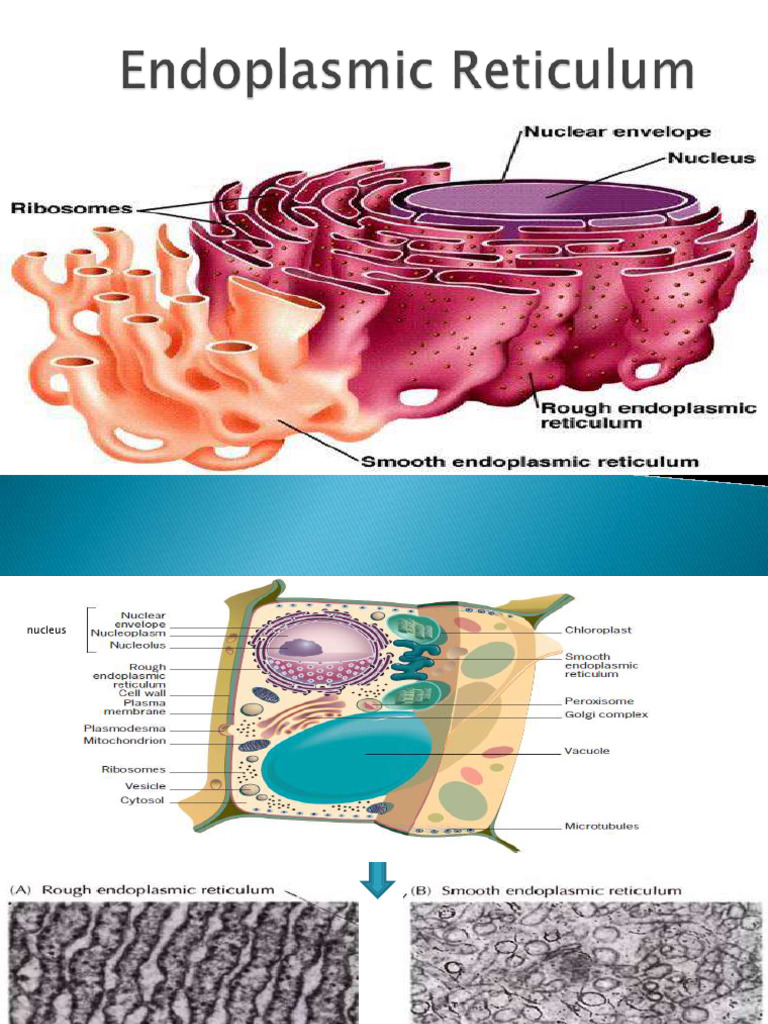 Lec no 8(1) | PDF | Endoplasmic Reticulum | Cell Membrane