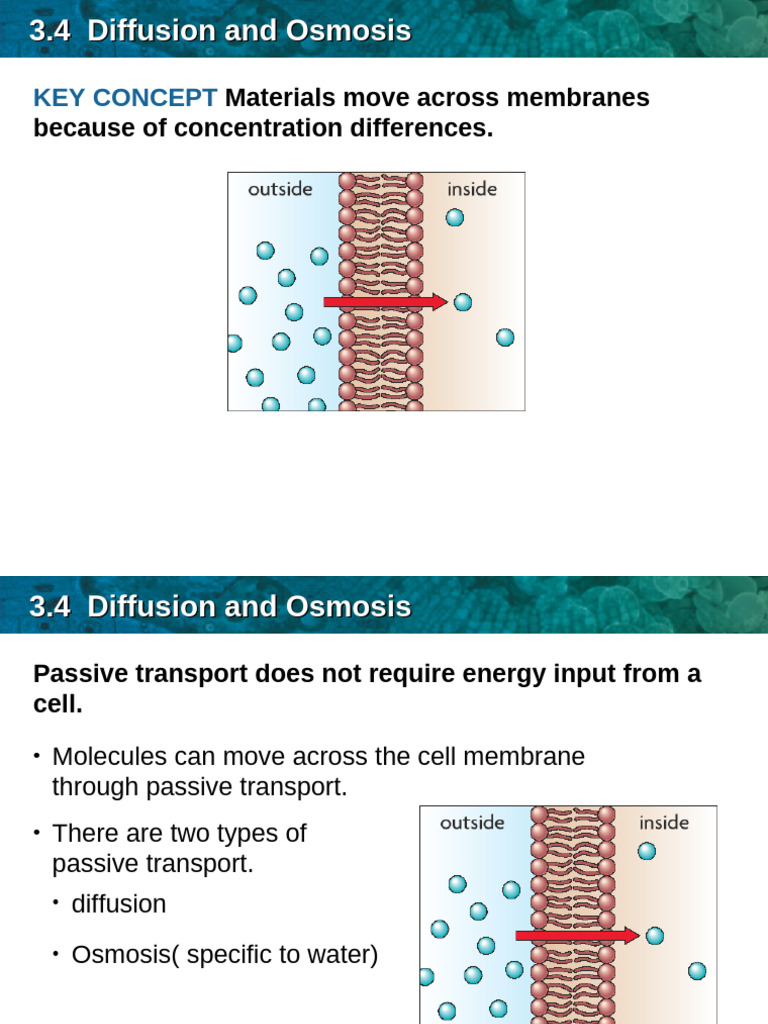 Hssb0304t - Powerpres Diffusion and Osmosis Updated | PDF | Osmosis | Applied And ...
