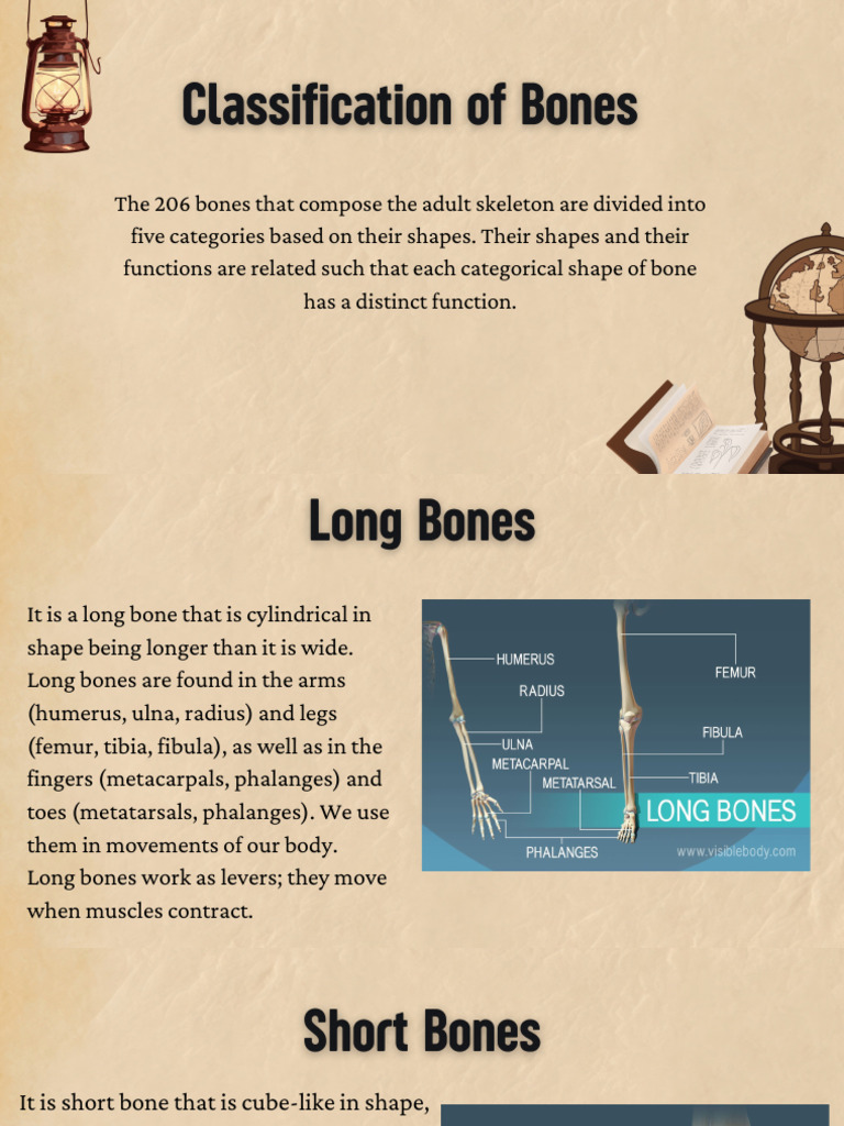 Bone Classification and Examples | PDF