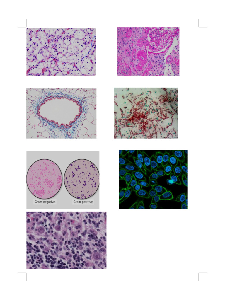 Staining Slides | PDF