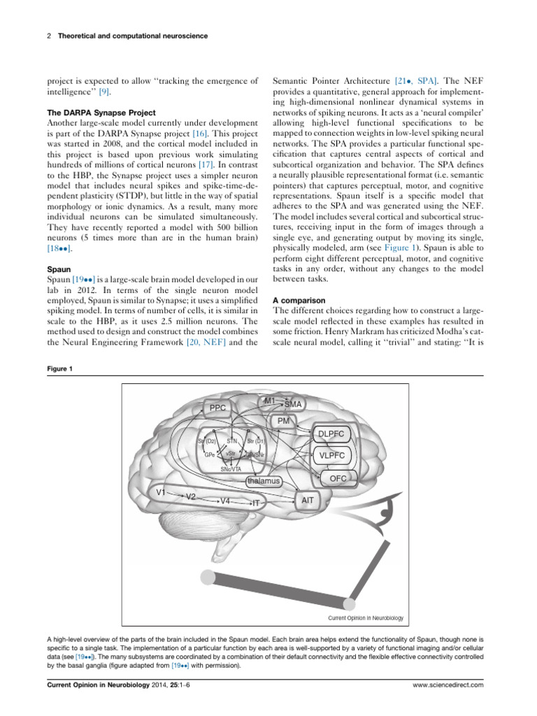 The Use and Abuse of Large-Scale Brain Models | PDF | Brain | Neuroscience