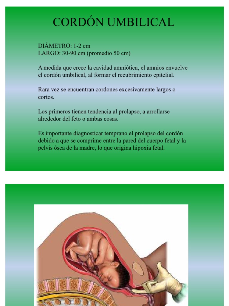 Cordón Umbilical, Membrana Amniocorónica, Líquido Amniótico | PDF