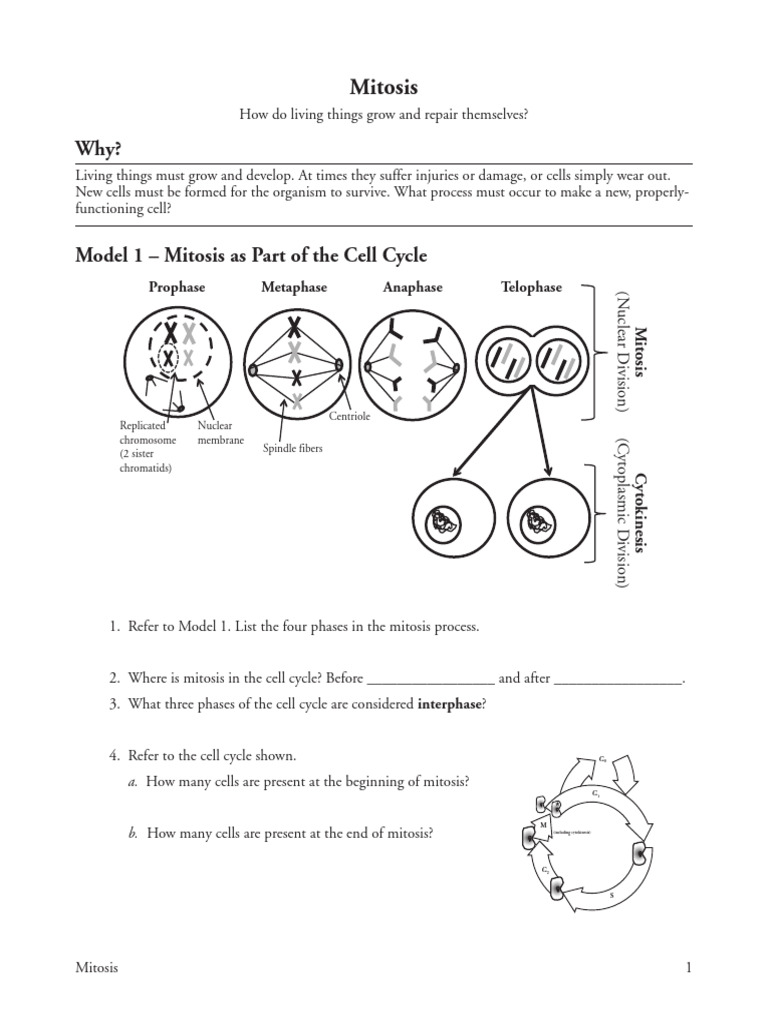 Mitosis | PDF | Mitosis | Biological Processes