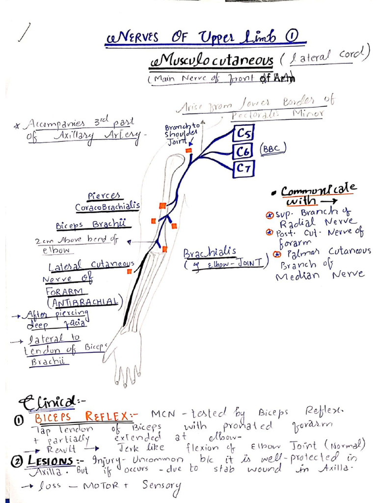 Nerves of Upper Limb | PDF