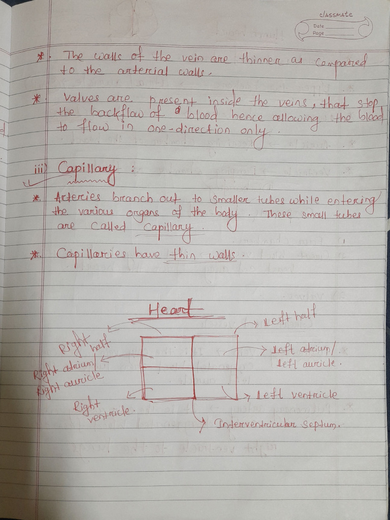 SCIENCE-Transport in Plants and Animals (Notes) | PDF