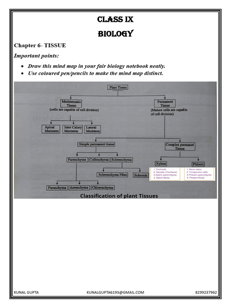 CLASS IX BIOLOGY Chapter 6 - Tissue - Plant Tissue Mind Map | PDF