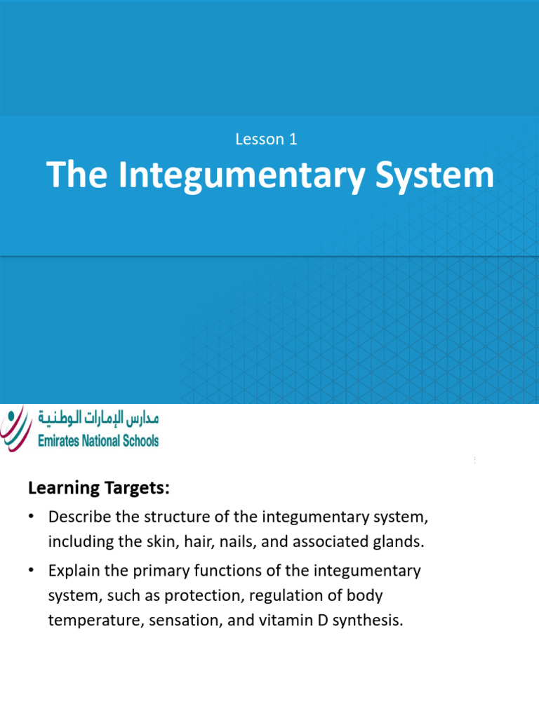 1-The Integumentary System | PDF | Skin | Integumentary System