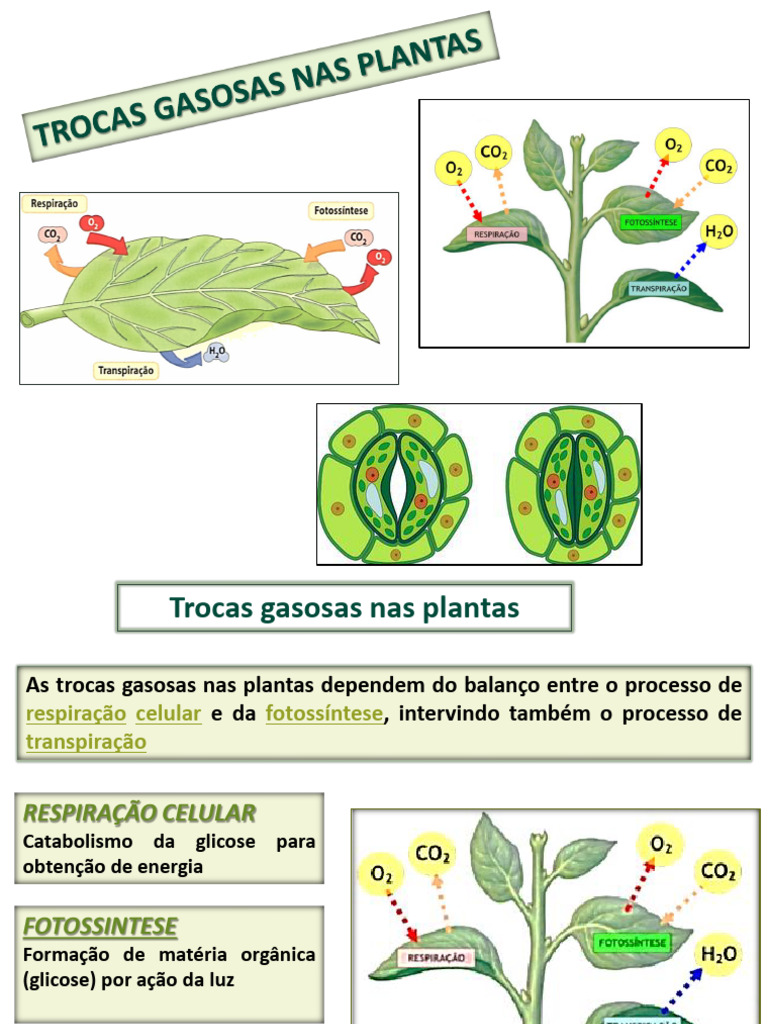 Trocas Gasosas em Plantas: Estomas e Funções | PDF | Estoma | Folha