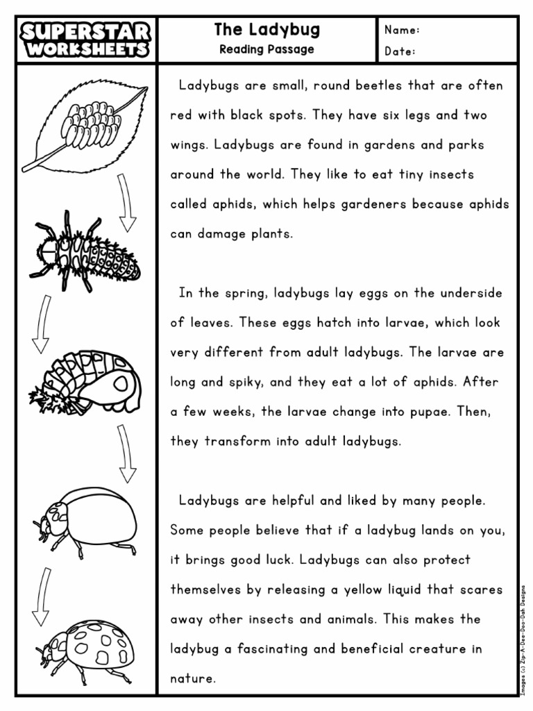 Ladybug 2nd Grade | PDF