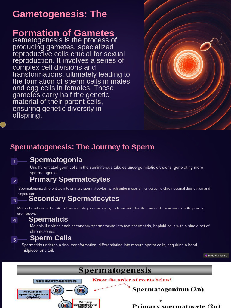 Gametogenesis The Formation of Gametes | PDF | Meiosis | Sperm