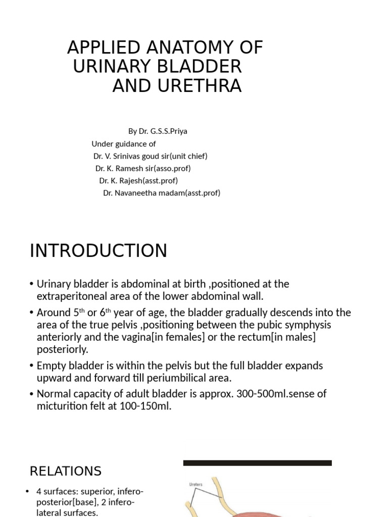 Applied Anatomy | PDF | Prostate | Vein