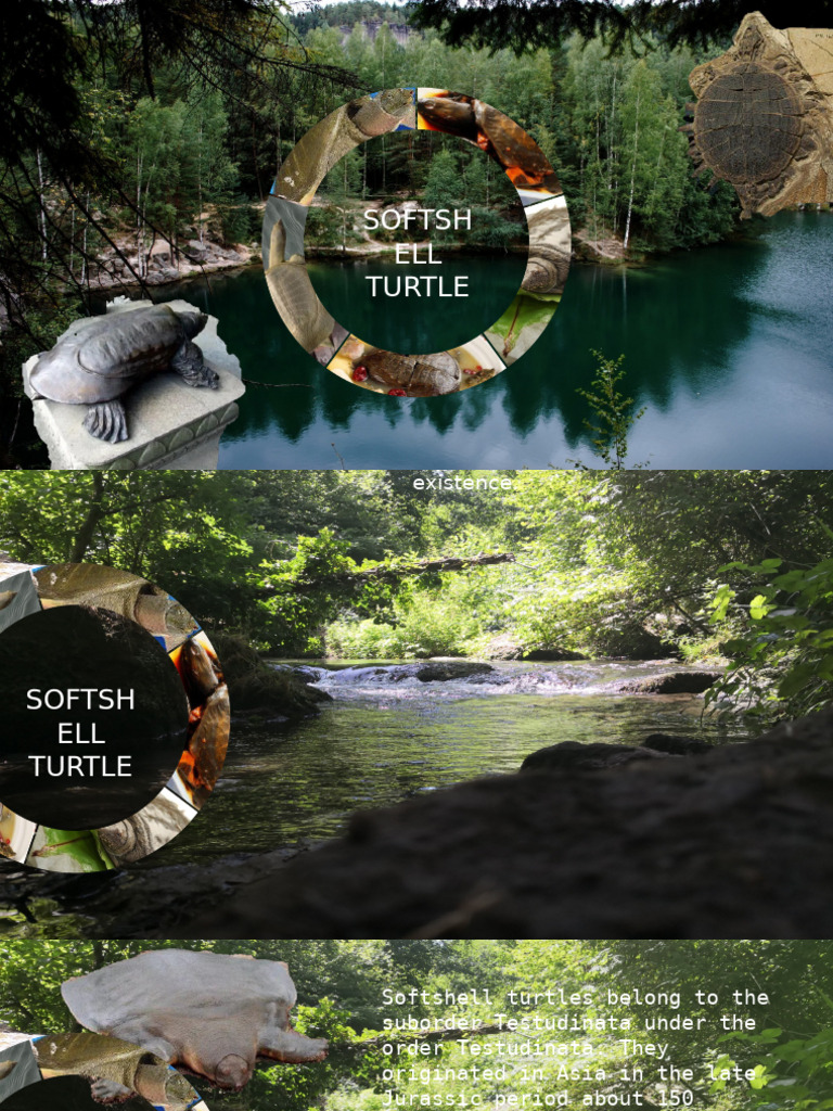 Softshell Turtle | PDF | Liver | Turtle