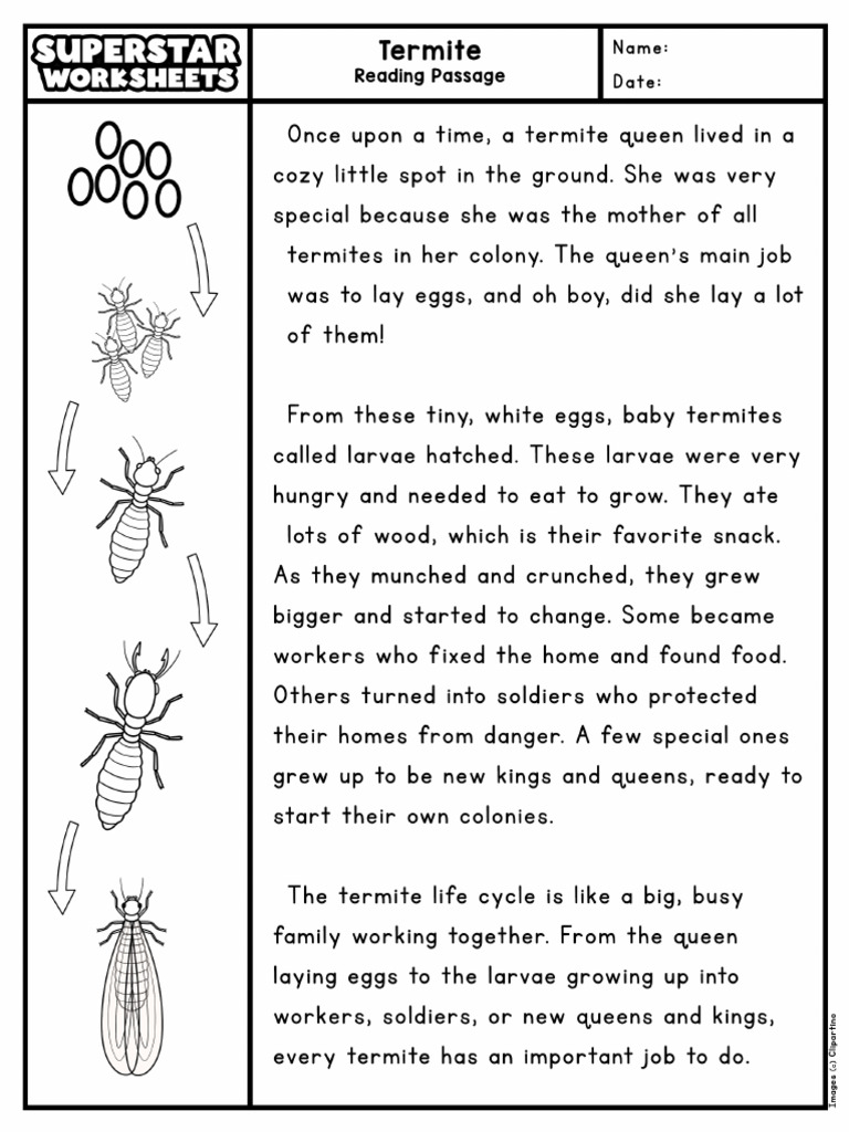 Termites 2nd Grade | PDF