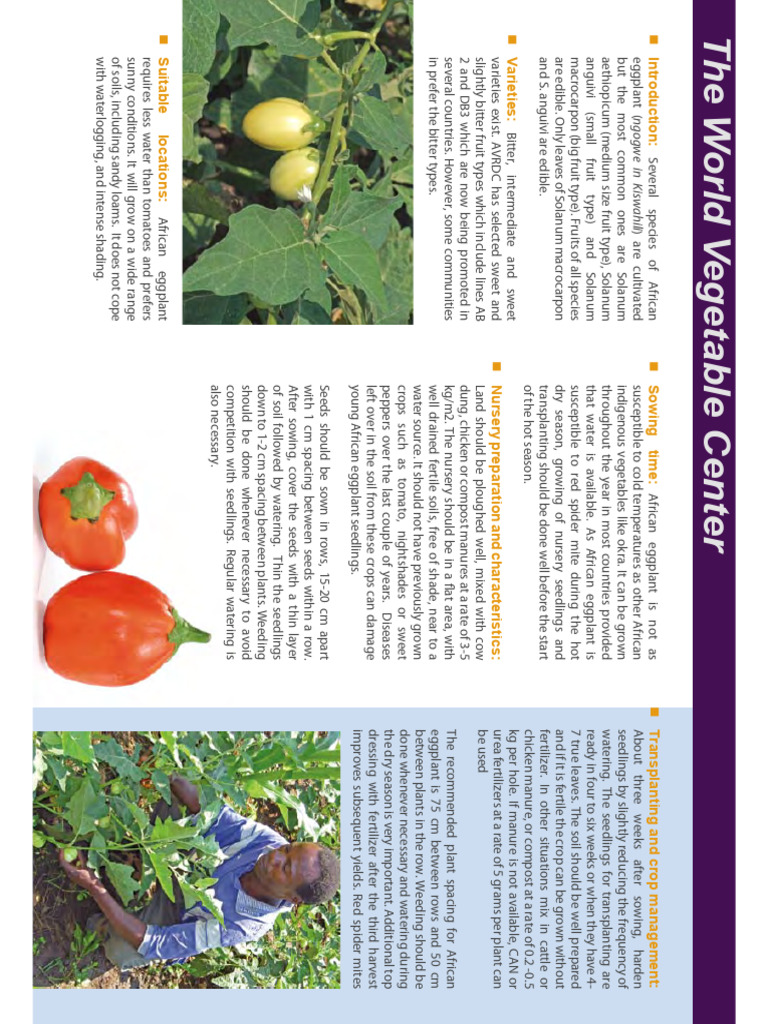 African Eggplant Cultivation Guide | PDF | Eggplant | Vegetables